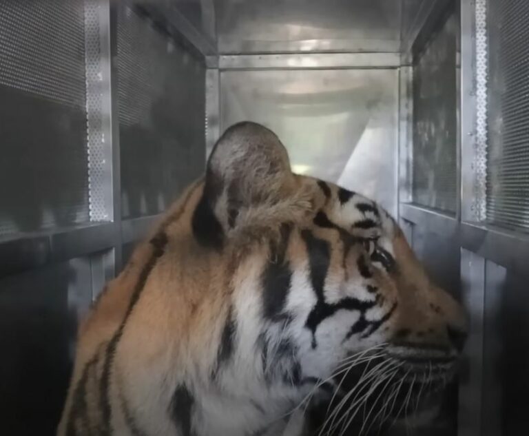 Tiger chained up her whole life takes her first free steps