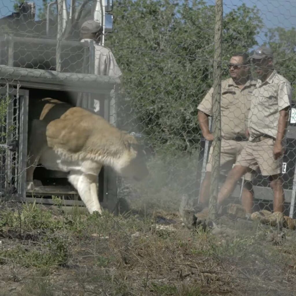 Circus lions that spent their lives chained and in cages get their ...
