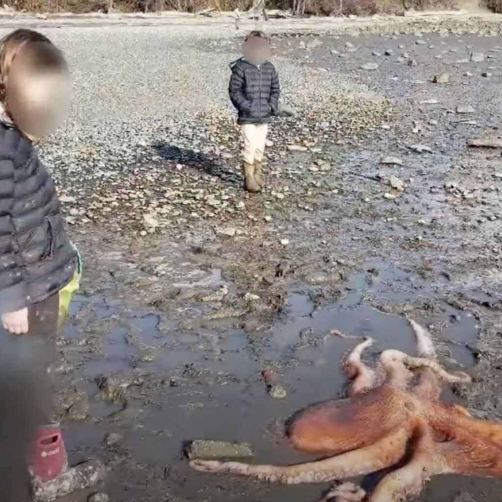 Little girl sees octopus stranded on beach and comes up with ‘smart ...