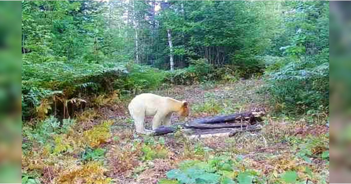 Adorable “Spirit” bear spotted on Midwest trail said to be “one-in-a ...