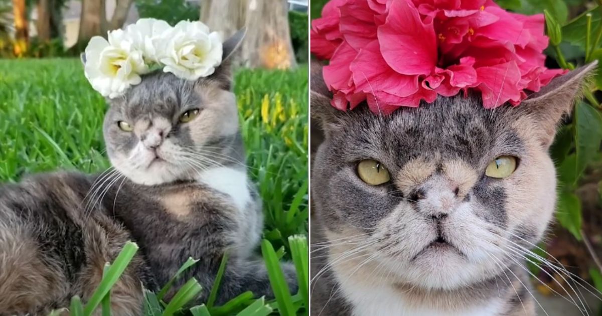 Sweet cat was nearly euthanized for not being ‘pretty enough’