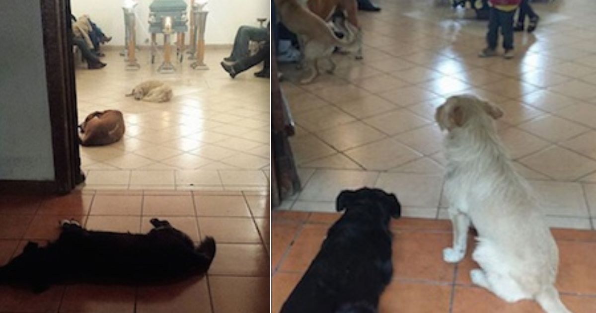 Stray dogs gather at funeral home to pay respects to the woman who fed ...