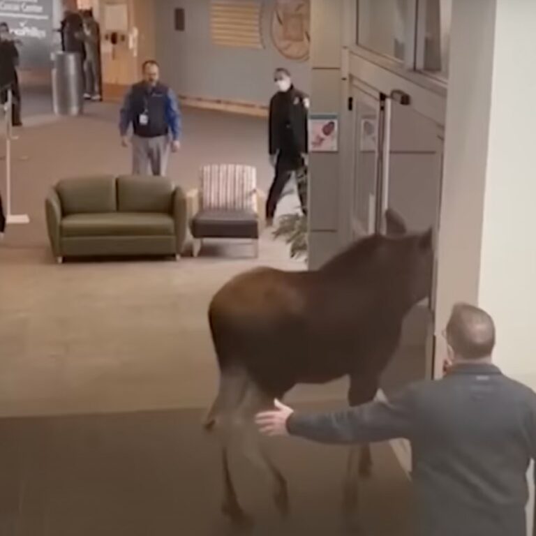 Moose causes a stir when it crashes inside a local hospital