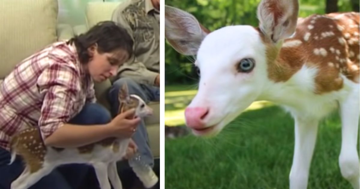 Woman sees deer mom rejecting ‘rare’ white-faced fawn and jumps in to ...