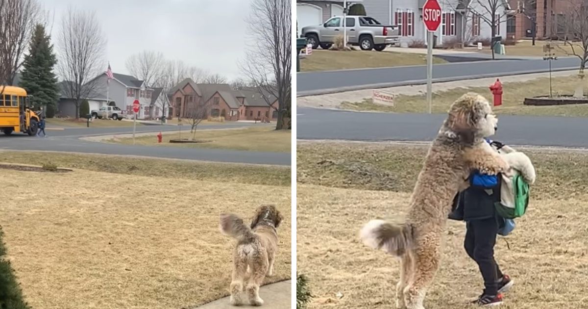 Big fluffy Bernedoodle waits for little brother’s bus so he can pummel ...