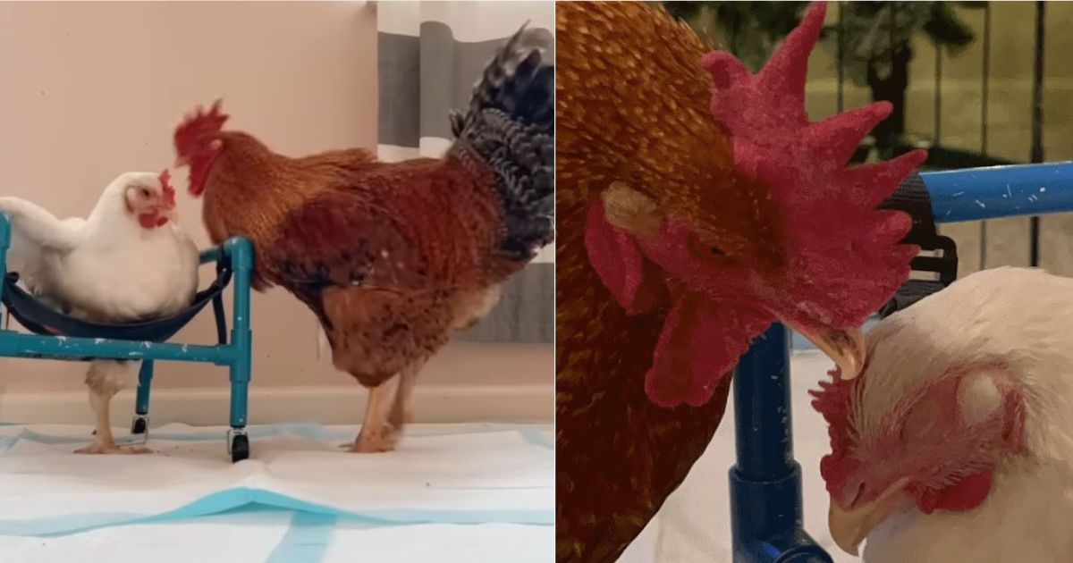Rescue rooster falls in love with disabled hen and shows his love in ...