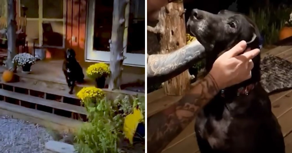 Sick homeless dog wanders onto couple’s front porch and begs to be adopted