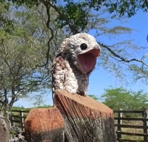 Woman captures footage of incredibly rare ‘ghost bird’