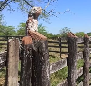 Woman captures footage of incredibly rare ‘ghost bird’