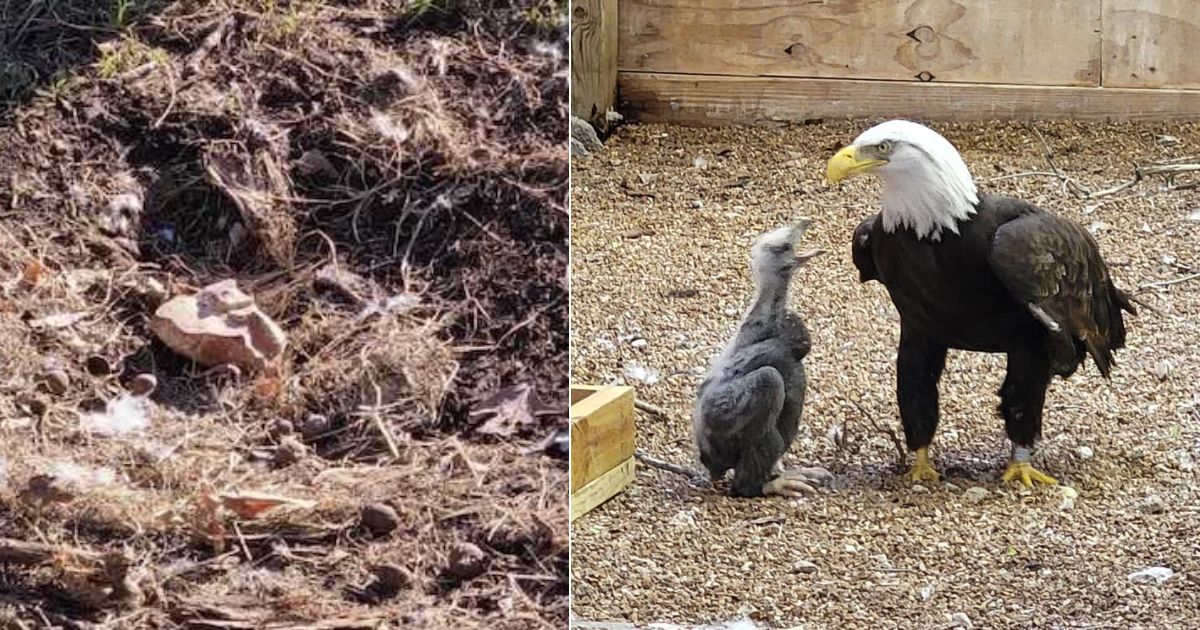 Male bald eagle who tried to hatch a rock is given his own baby to raise