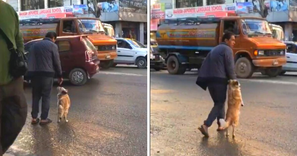 Adorable video shows dog holding Dad’s hand to safely walk across busy ...