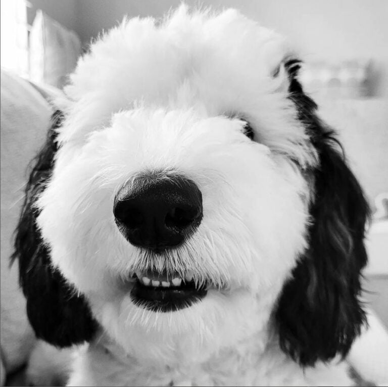 Fans are swooning for this adorable Sheepadoodle who looks exactly like ...