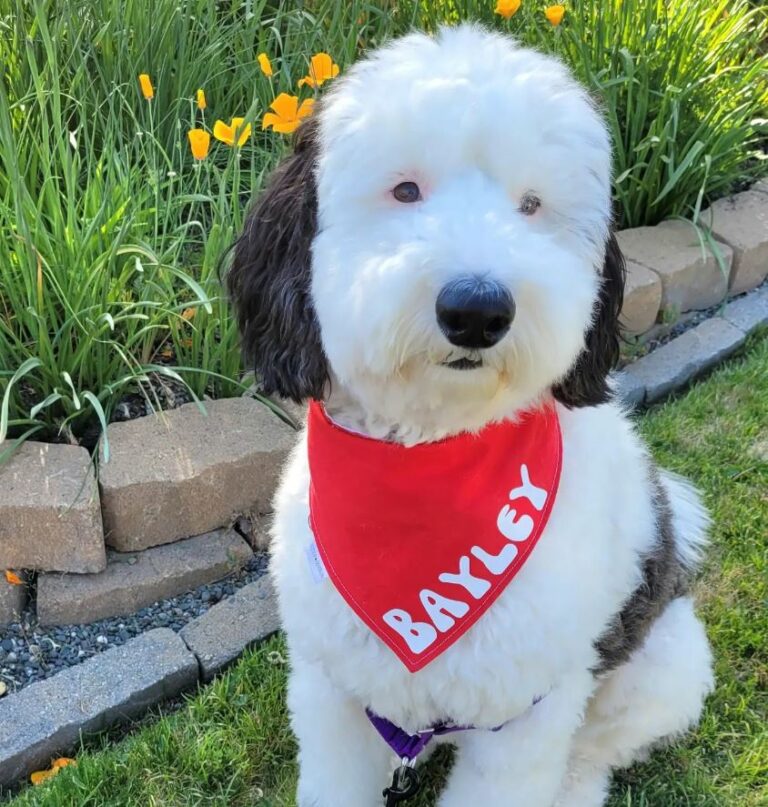 Fans are swooning for this adorable Sheepadoodle who looks exactly like ...
