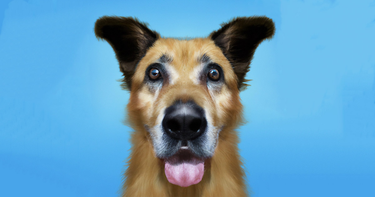 What it really means when a dog stares you down (plus 29 other ways they communicate)