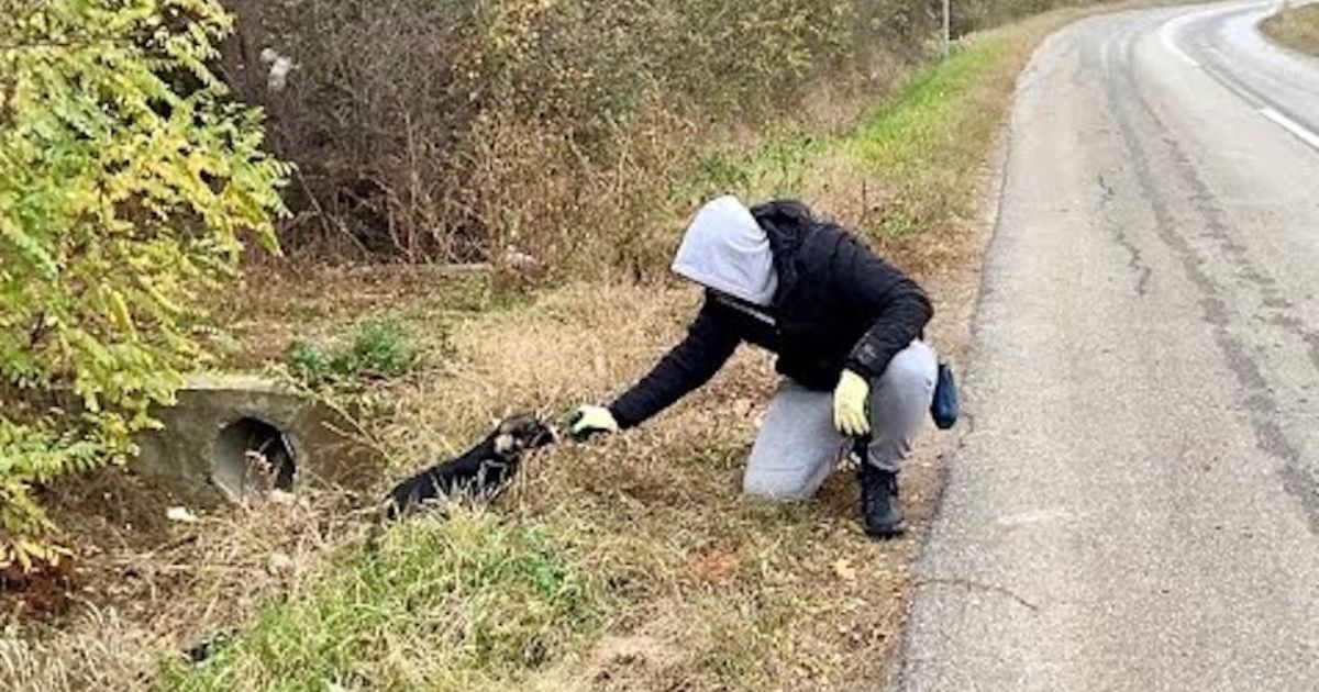 Heartbroken abandoned dog full of sadness becomes so happy when rescuer ...