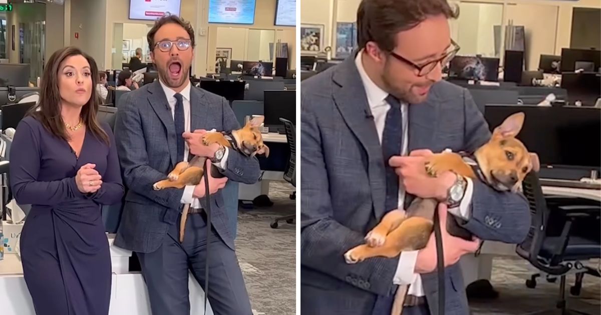 Adorably tiny puppy drifts off to sleep in news anchor’s arms and gets ...