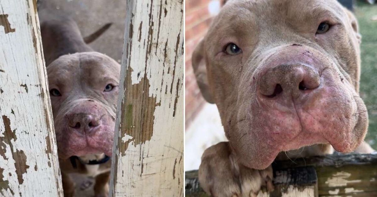 Homeless dog watches stranger get off the bus then decides to follow ...