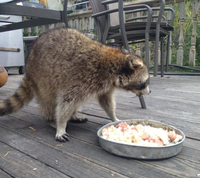 Family gives blind raccoon food then he comes back with 2 ‘bodyguards’