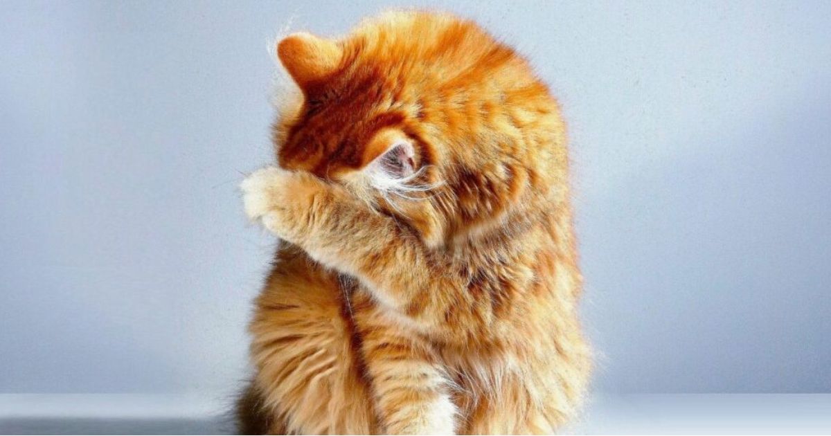 Don’t do this! 35 Ways to Hurt Your Cat Without Even Realizing It