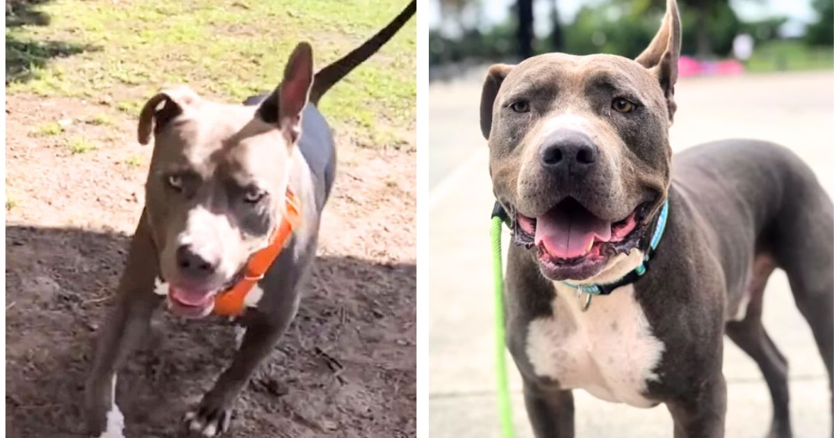 Shelter pittie runs up to truck and starts whining until volunteer ...
