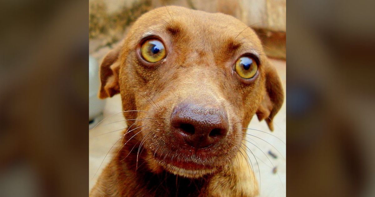 The real reason dogs stare at you, plus 50 other strange behaviors ...