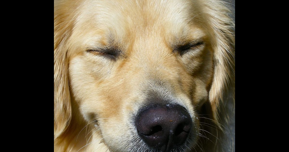 If your dog squints at you, don’t ignore it – plus 50 other behaviors ...