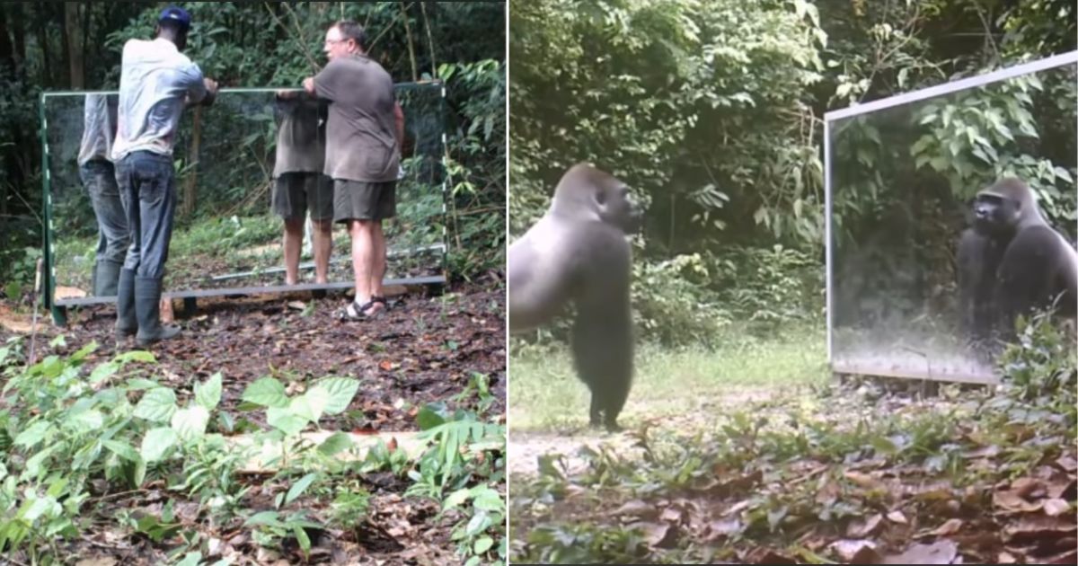 8 animals see themselves in a mirror for the 1st time, and their ...