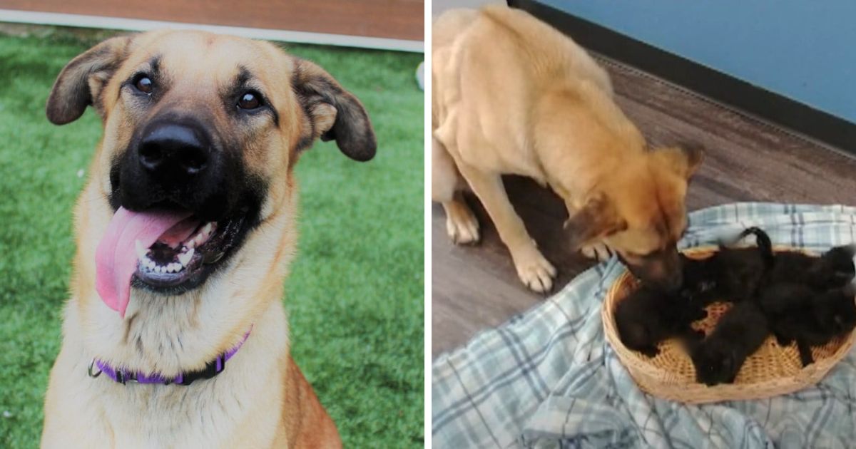 Woman spots stray dog huddled over “babies” but closer look shows ...