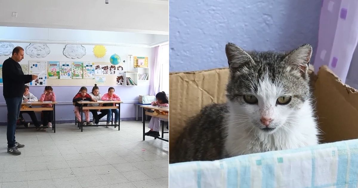 A stray cat wanders into a classroom and teaches the kids an important ...