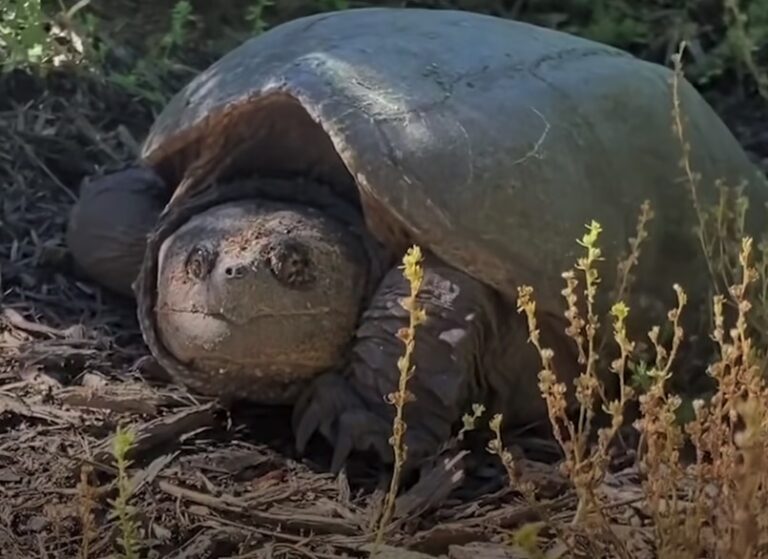 Family’s yard graced by majestic giant snapping turtle unaware what was ...