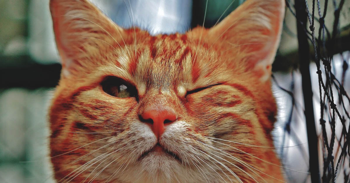 30 of Your Cat’s Strangest Behaviors Finally Explained
