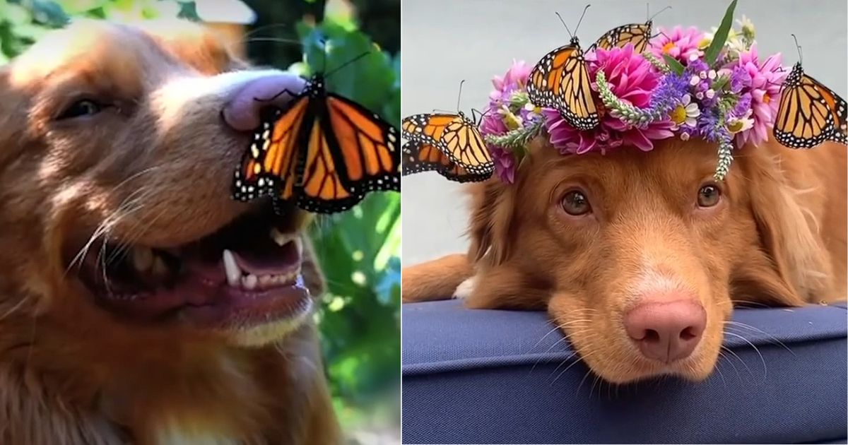 Sweet dog falls in love with butterflies and their friendship is ...