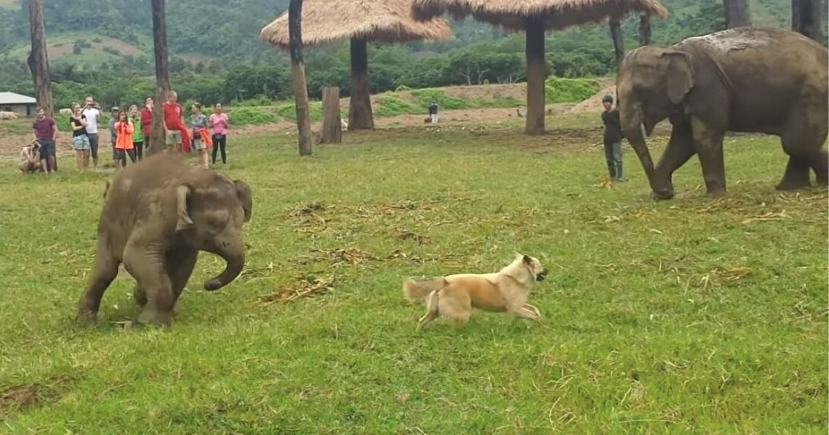 Baby elephant gets adorably flustered by amped-up little dog who just ...