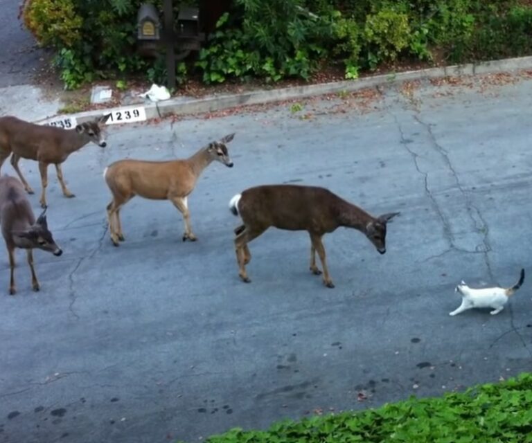 Deer family spots cat on street and the cutest interaction takes place