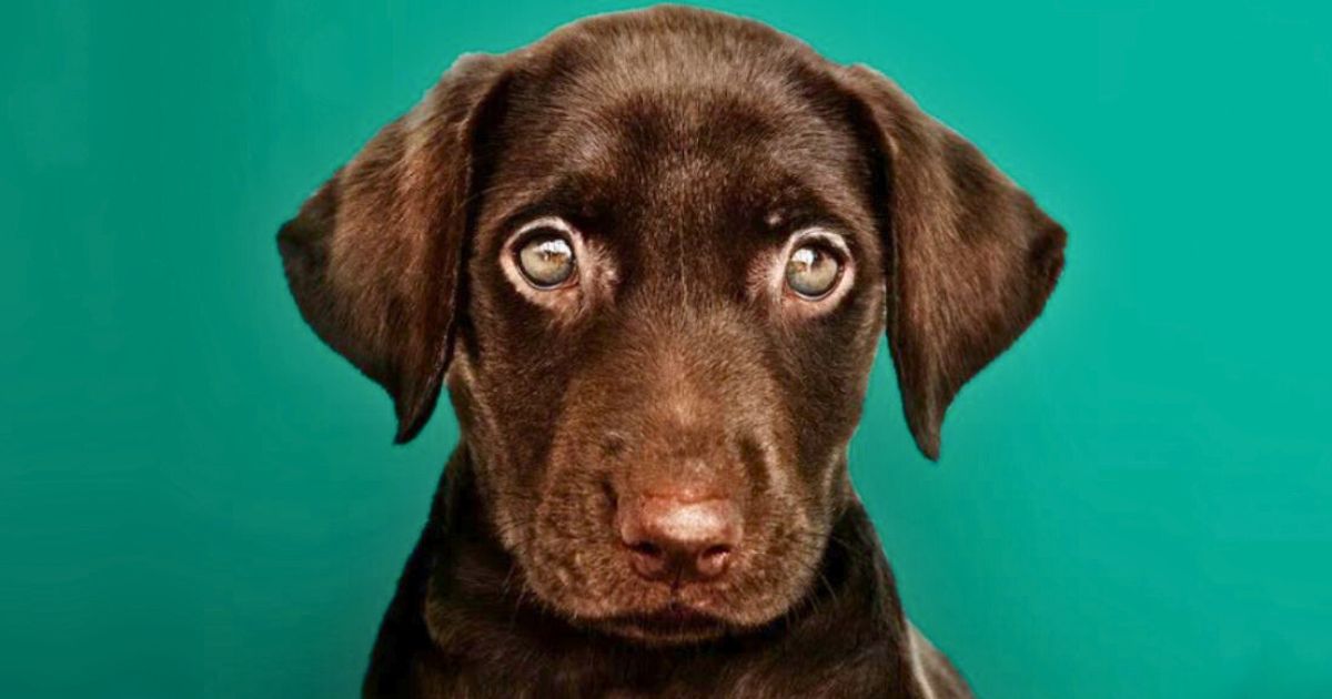 Don’t do this! 30 ways you hurt your dog without even realizing it