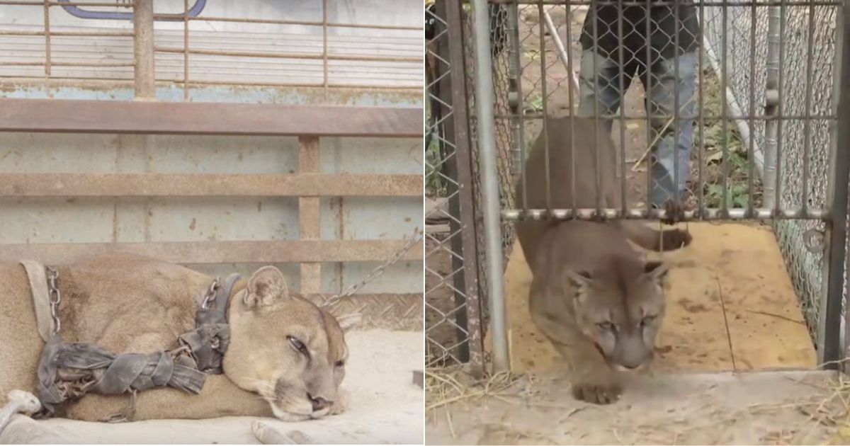 Circus mountain lion who was chained up for 20 years experiences ...