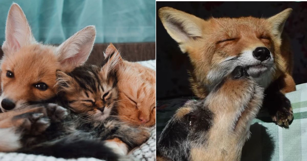 Woman saves injured baby fox from farmers, not knowing it’d become part ...