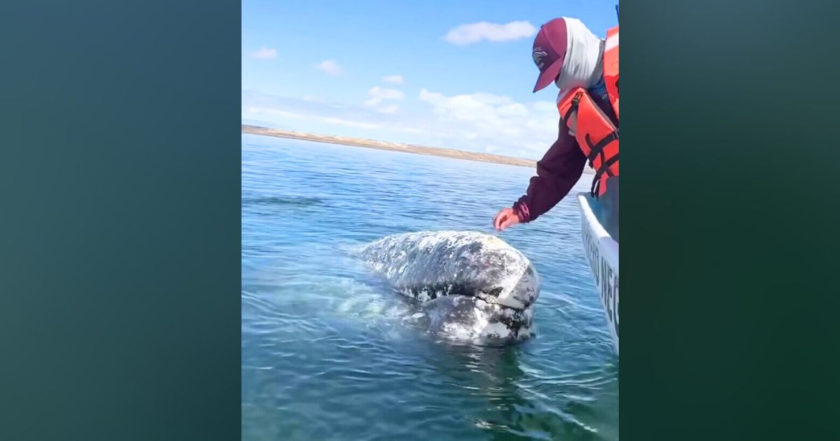Whale swims up to boat captain and makes ‘unique request’