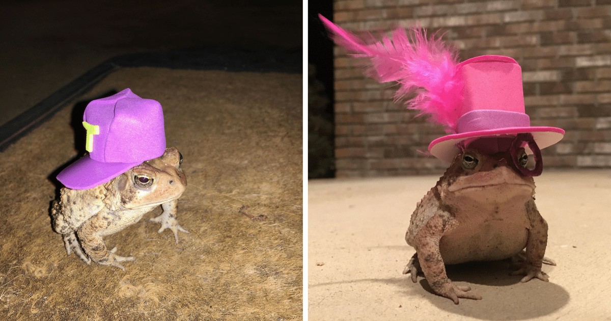 Toad begins visiting man nightly so he creates tiny little hats for him ...