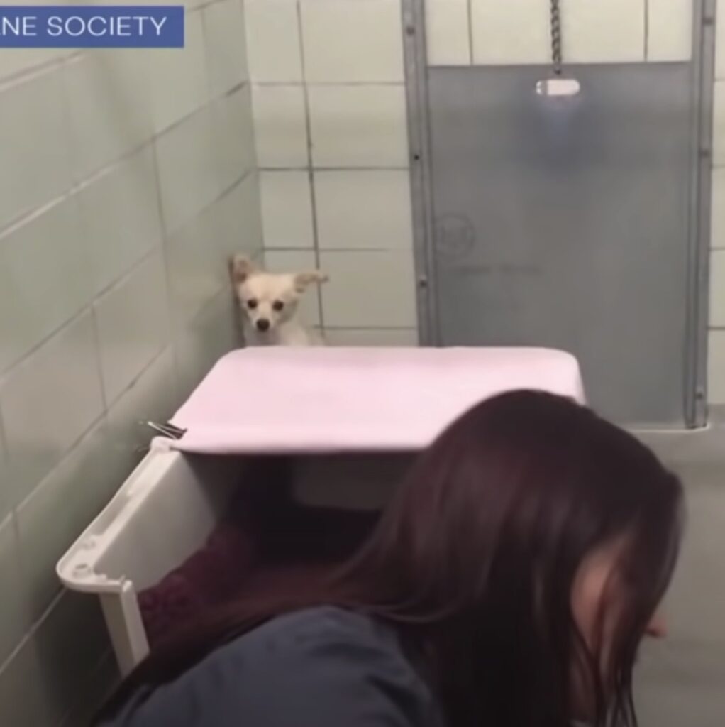 Sad mama dog thought she’d never lay eyes on her puppies again then ...