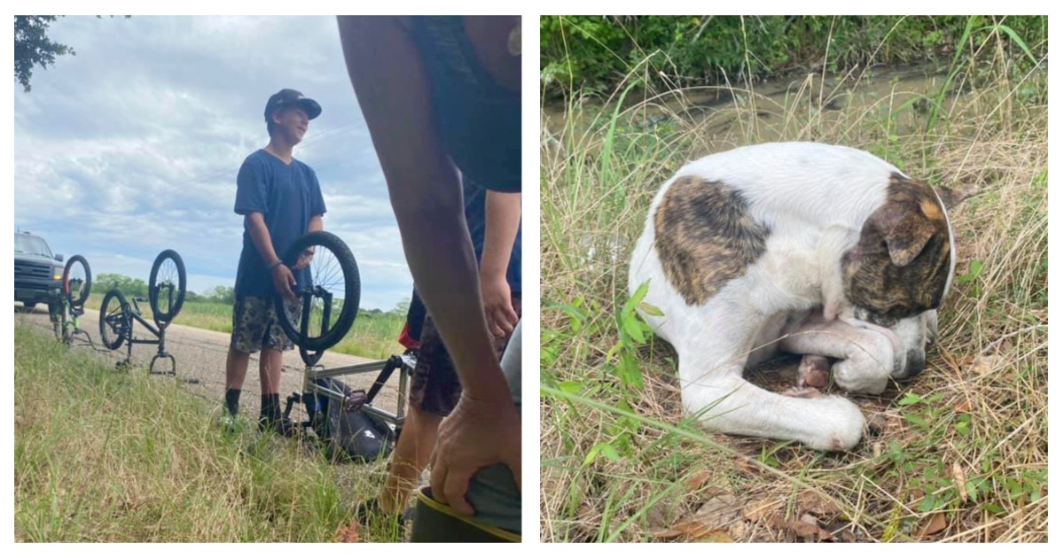Group of teens bike riding on quiet road come across motionless dog in ...