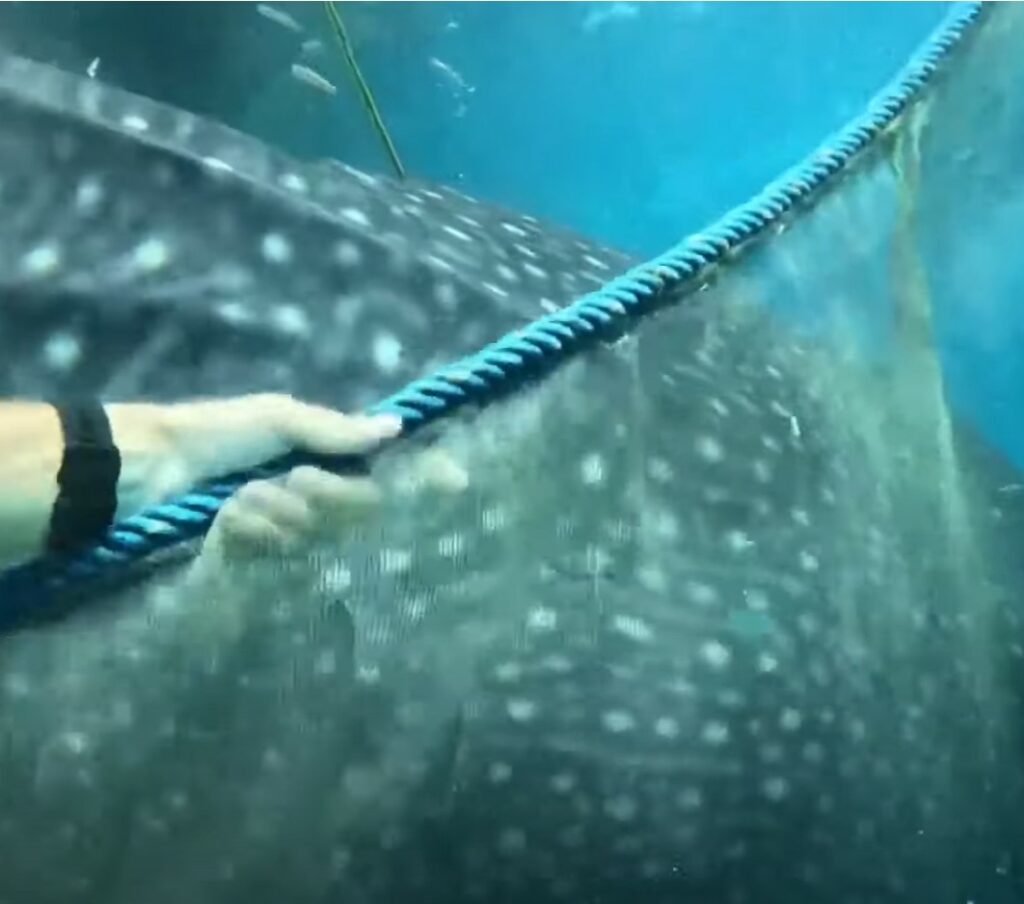 Divers spot pod of 5 whale sharks stuck in fishing net and move in to help