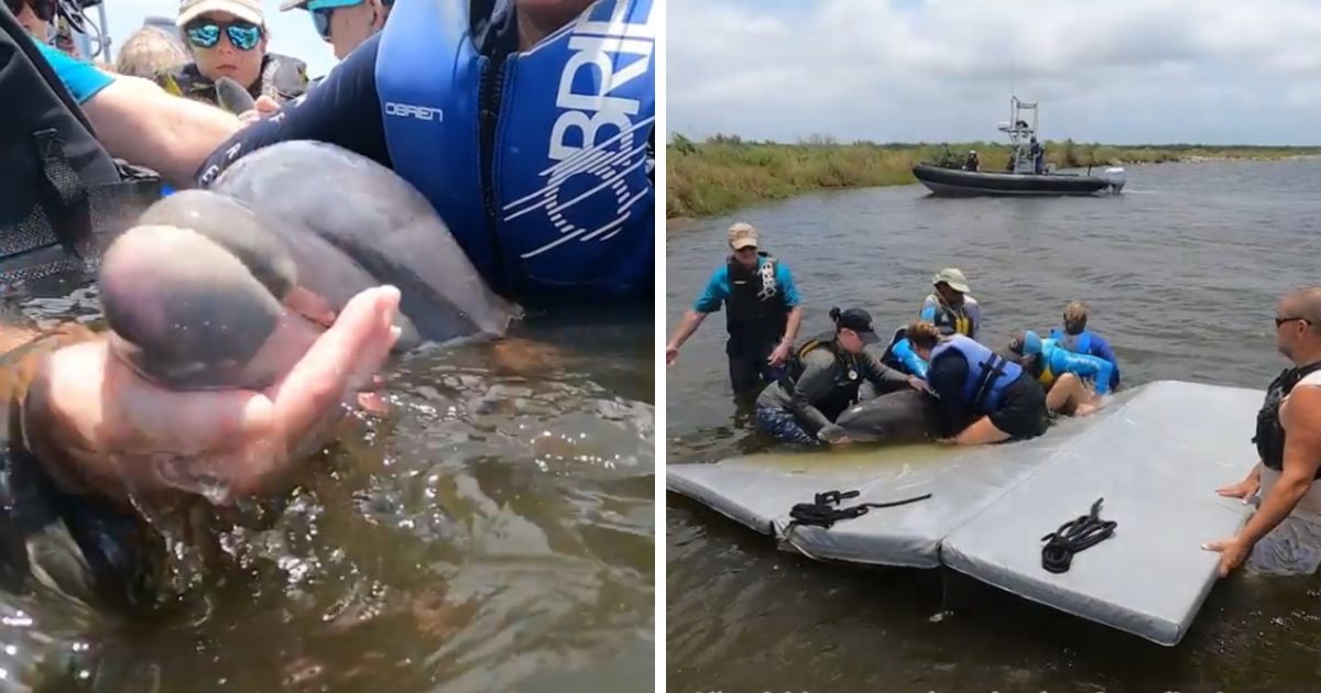 Rescuers spot baby dolphin and mom stuck in pond and execute plan to ...