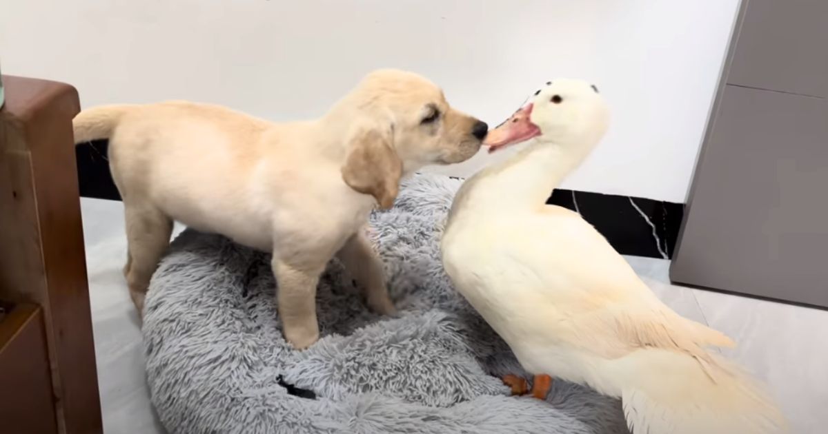 Lab puppy melts hearts with adorable ‘response’ to duck taking over bed