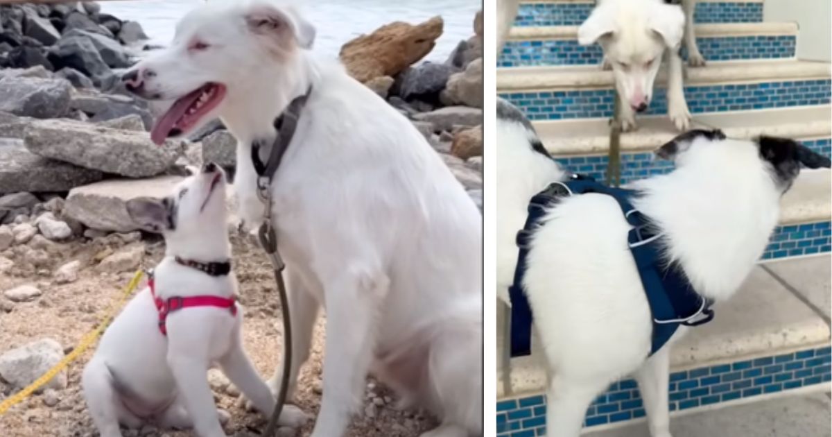 Deaf puppy makes up her own ‘language’ to communicate with deaf and ...