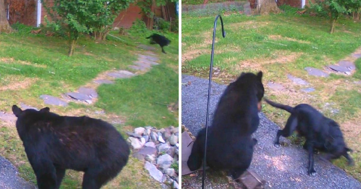 Man checks camera and sees neighbor’s brave dog chasing bear out of his ...