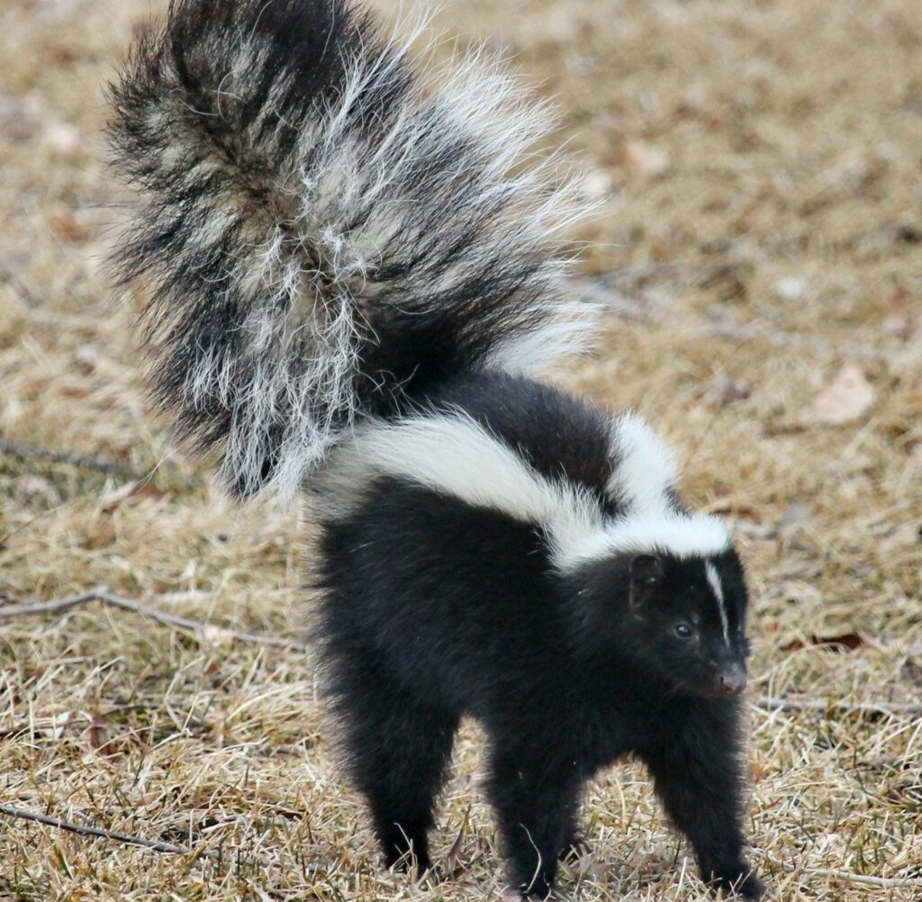 Possum spots skunk having midnight drink at his watering hole and gets ...