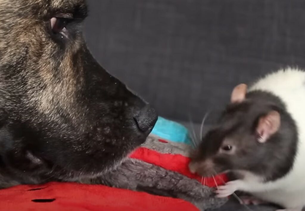 Abandoned therapy dog is so depressed and lonely until he meets his ...