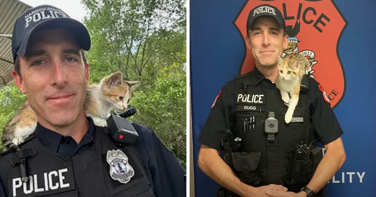 Cop adopts adorable new cat “partner” he helped rescue after it was ...