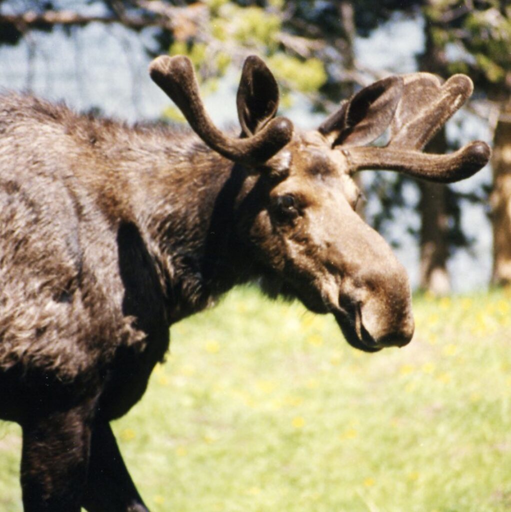 Doorbell camera catches the rare moment a giant moose sheds both ...